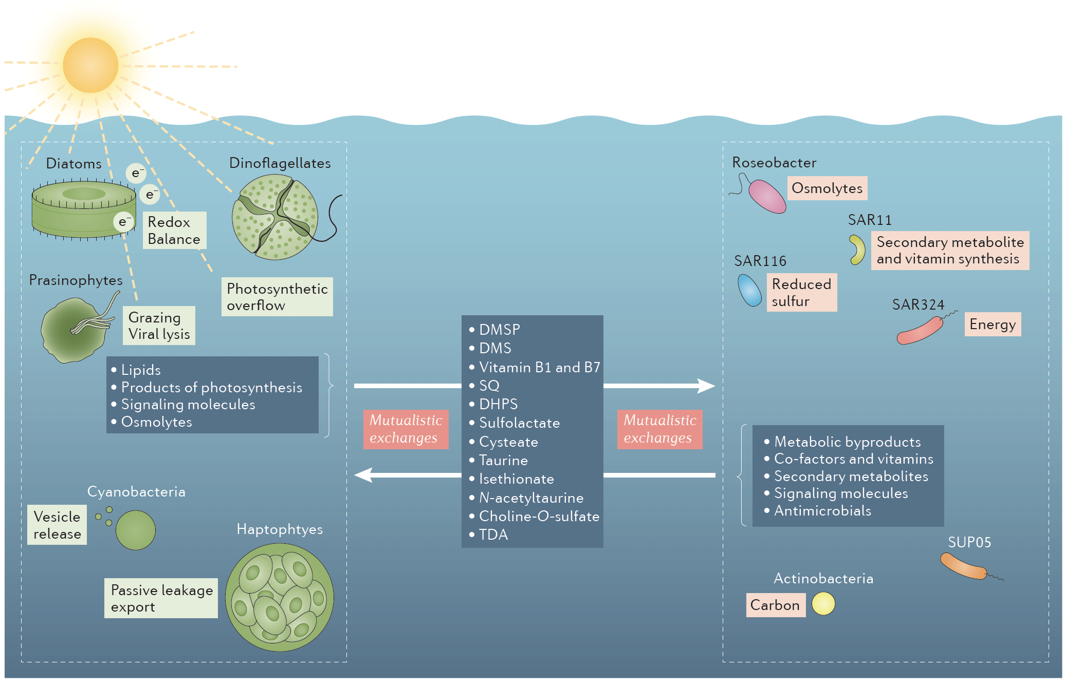 Moran and Durham, 2019, Nature Reviews Microbiology – Moran Lab